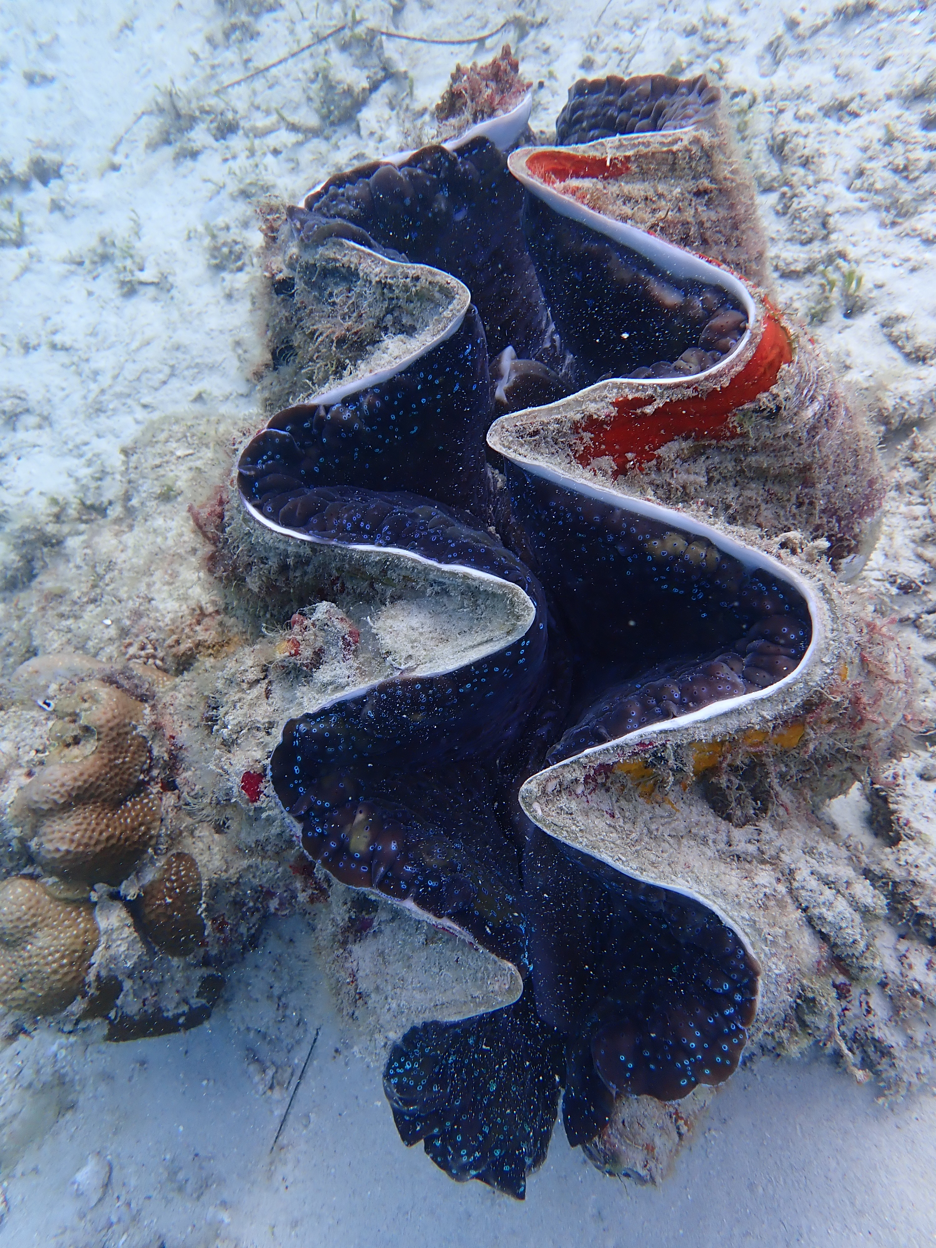 Giant Clam Research